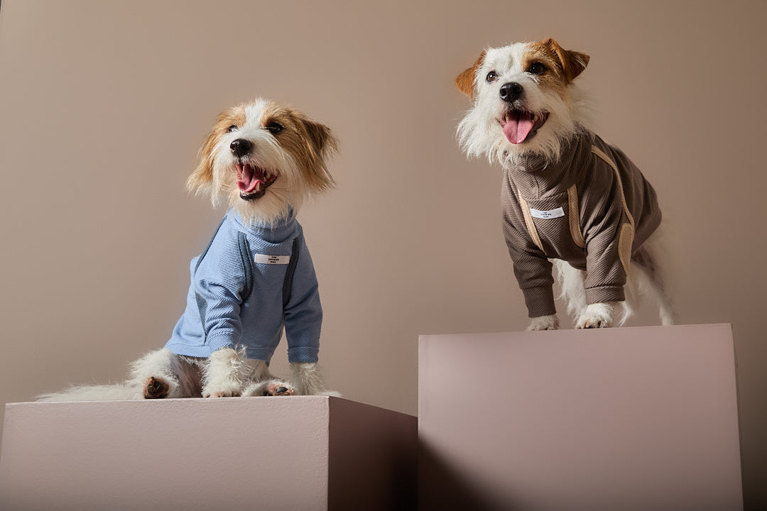 STANDARD – The Striped Dog Colombia